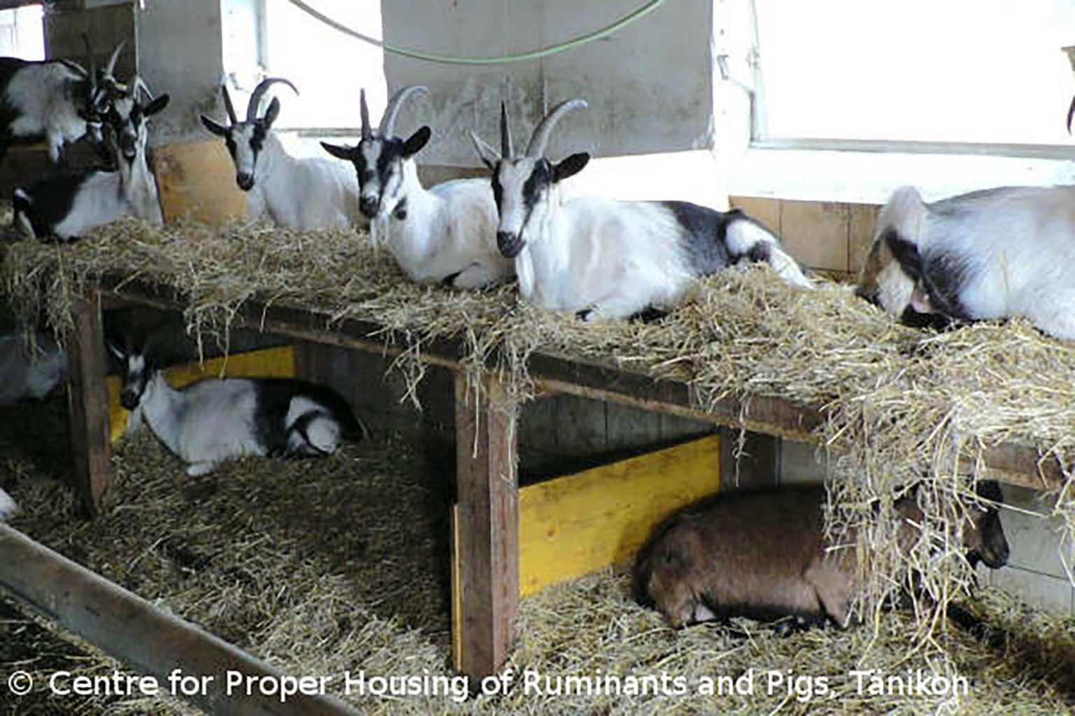 How to House Goats Harmoniously - Goat Journal